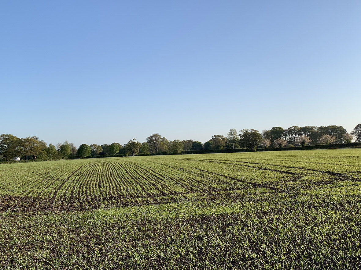 #happycows – Wholly Cow